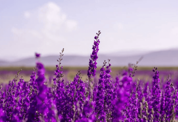 Ý nghĩa hoa violet, cách cắm hoa violet đẹp